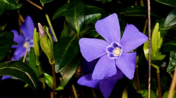 Johanniskraut, Echtes (Hypericum perforatum L.) | Ich genieße Immunität